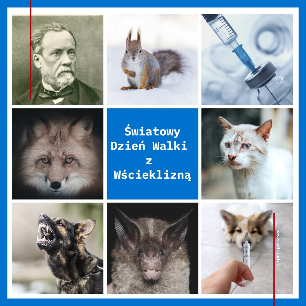Wścieklizna u ludzi i zwierząt – objawy, profilaktyka i fakty medyczne ...